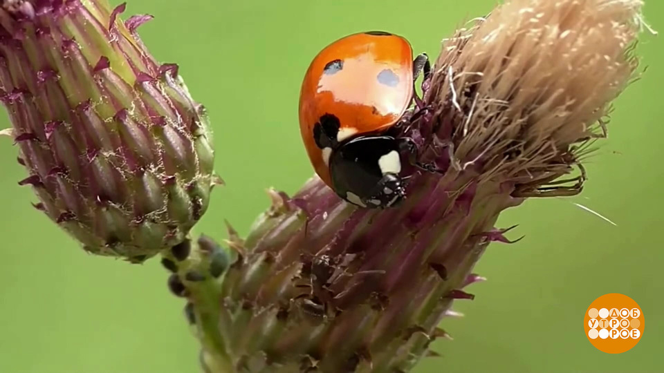Божья коровка, улети на небо… Доброе утро. Фрагмент выпуска от 13.06.2023